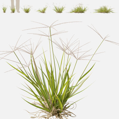 (Highpoly+Low Poly) Enteropogon Acicularis - Spider Grass 3D Model by ...
