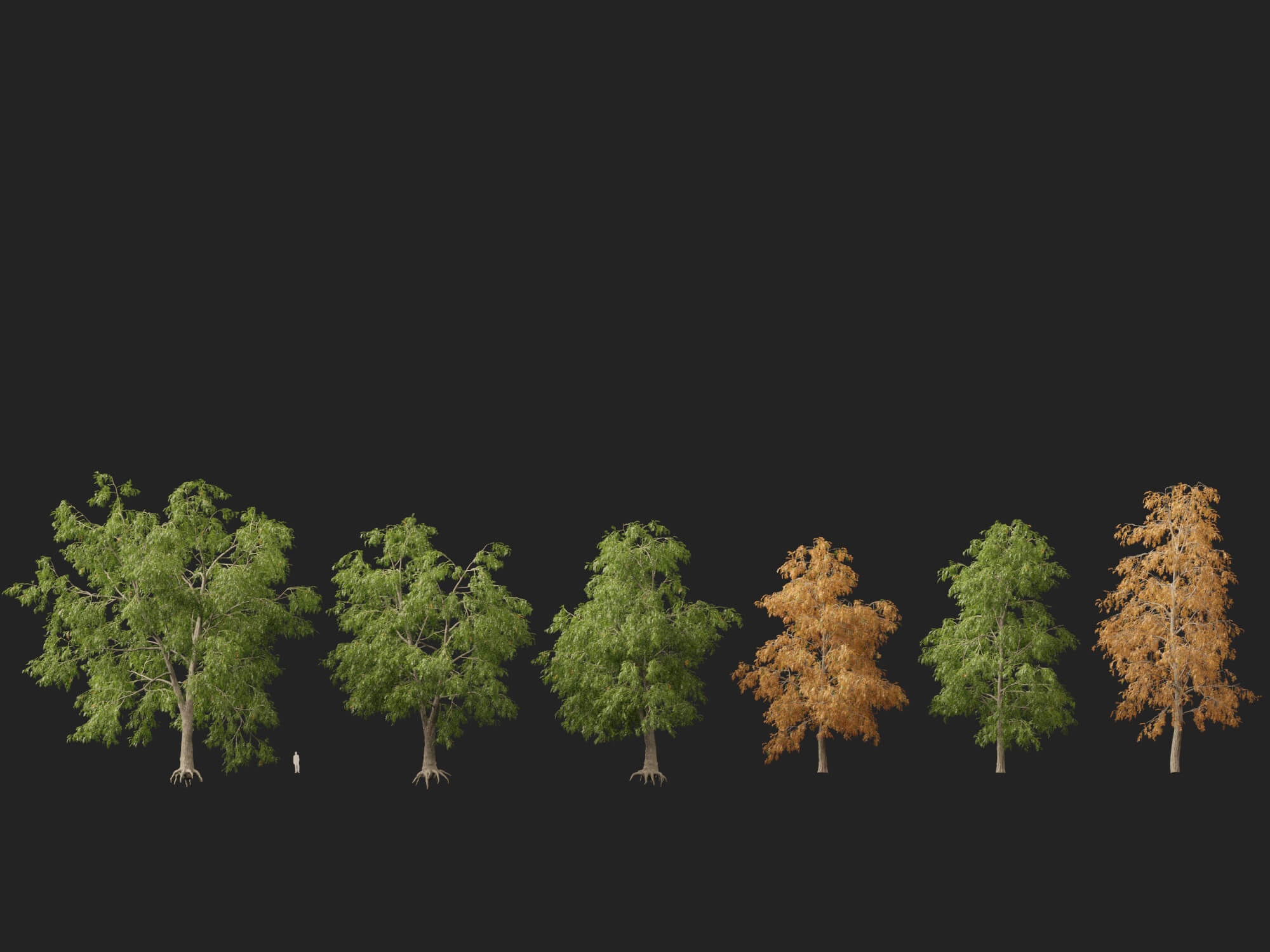 (Highpoly+Low Poly) Carya Cordiformis - Bitternut Hickory 3D Model by ...