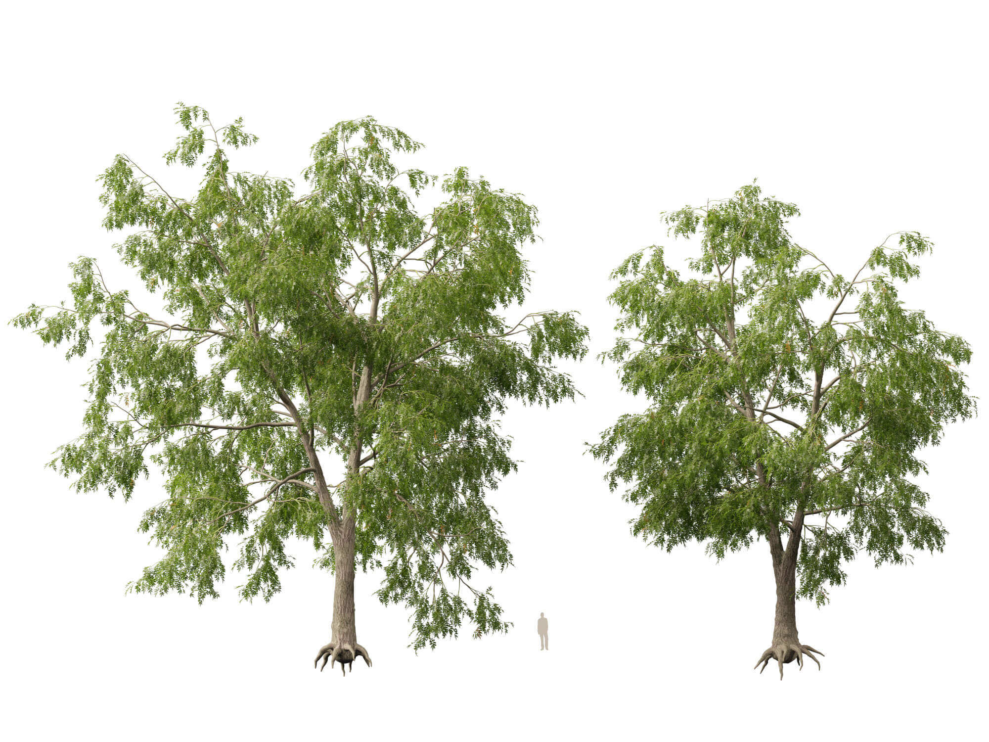 (Highpoly+Low Poly) Carya Cordiformis - Bitternut Hickory 3D Model by ...