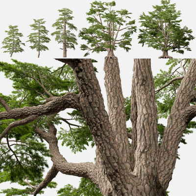 Other 3D Models | Trees | Cedar Trees | RenderHub