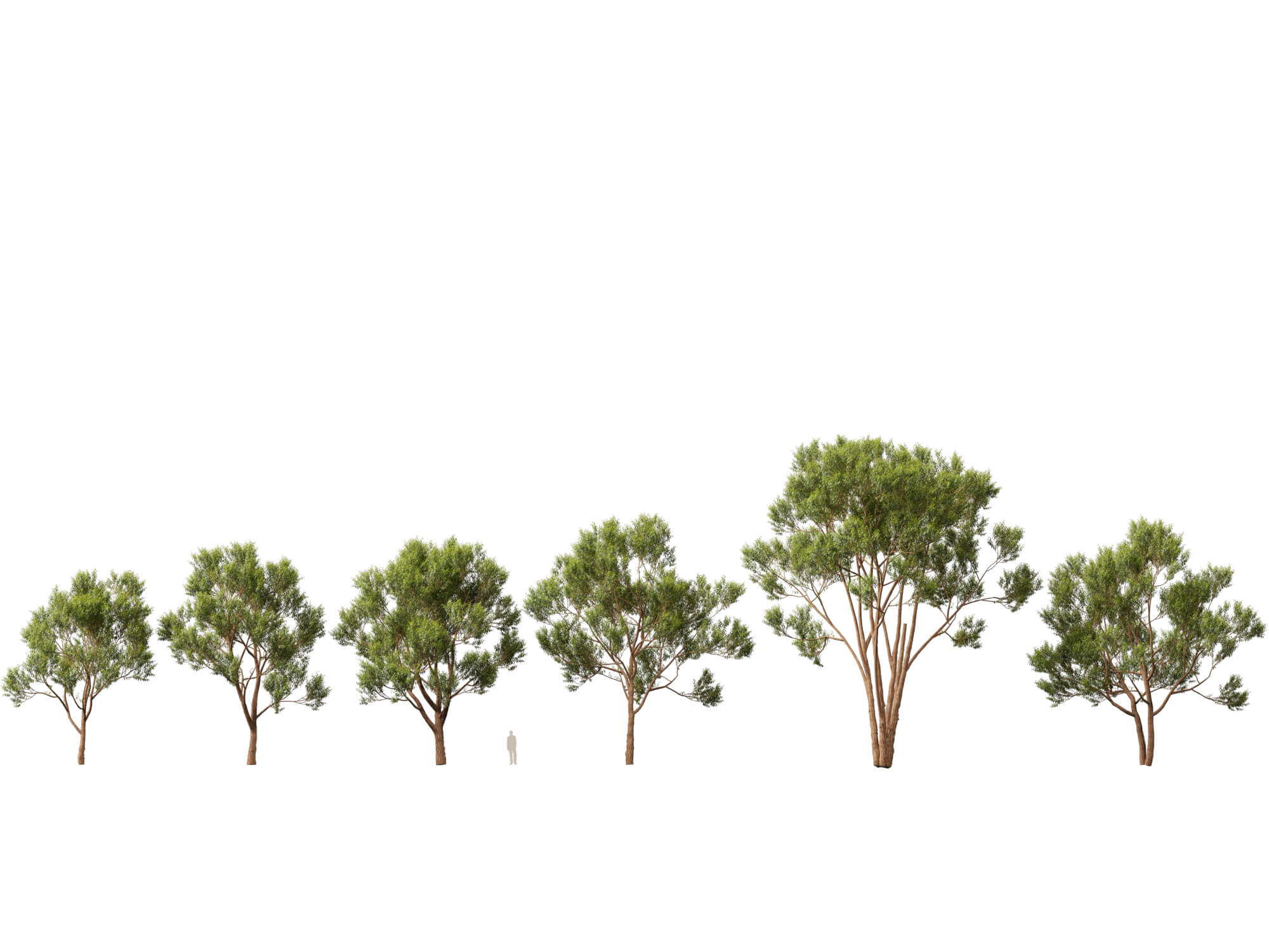 (Highpoly+Low Poly) Eucalyptus Robusta - Swamp Mahogany 3D Model by ...
