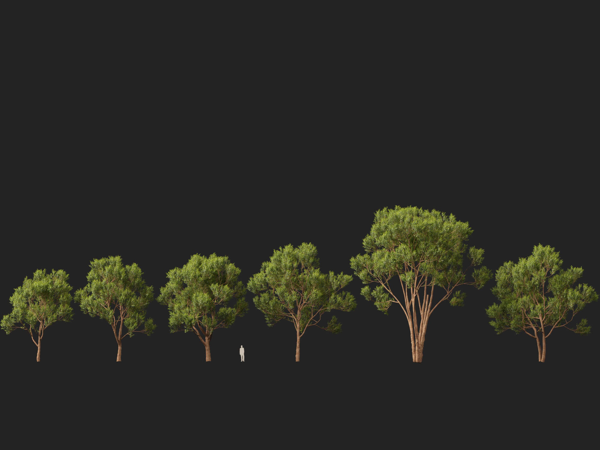 (Highpoly+Low Poly) Eucalyptus Robusta - Swamp Mahogany 3D Model by ...