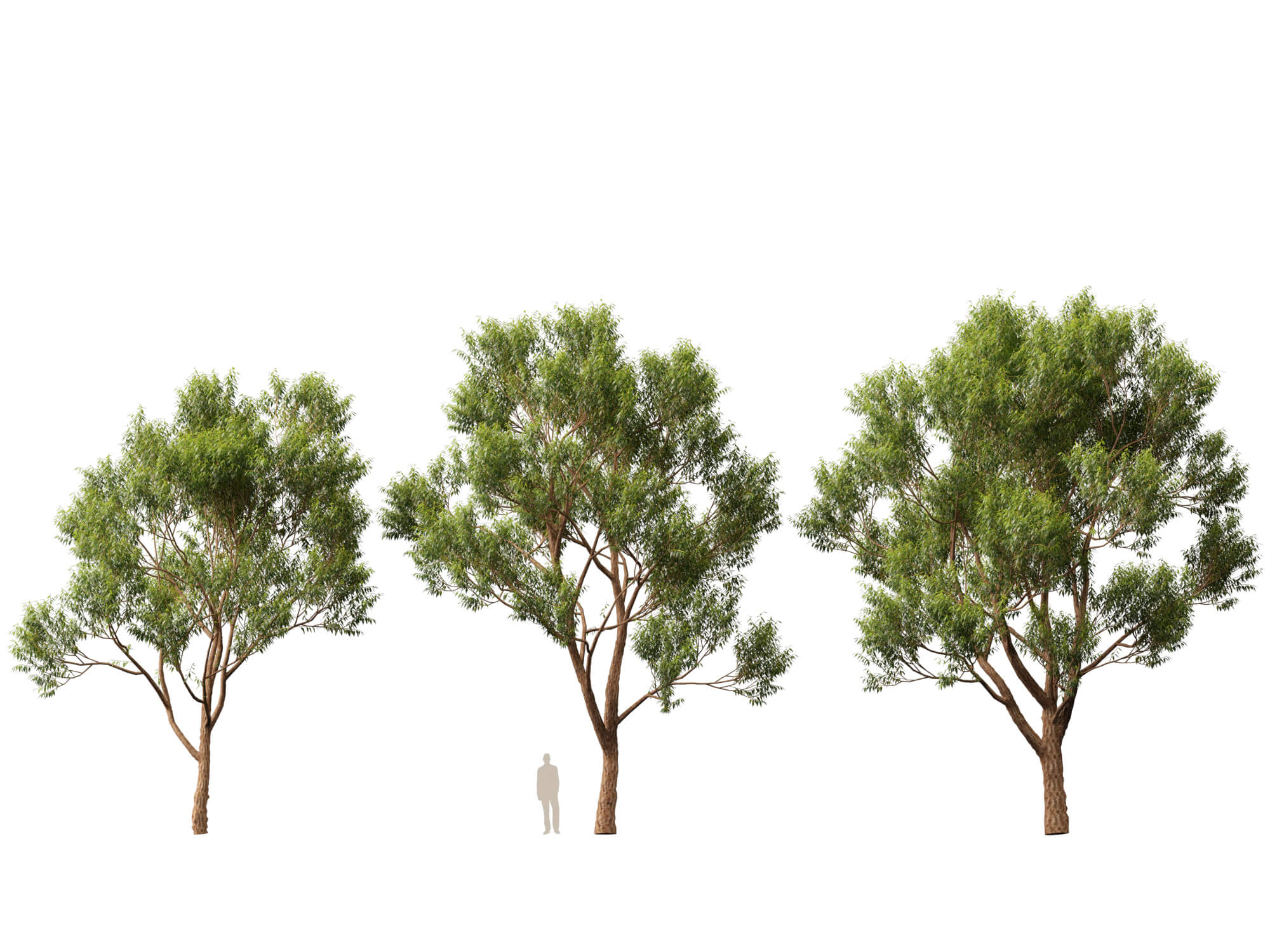 (Highpoly+Low Poly) Eucalyptus Robusta - Swamp Mahogany 3D Model by ...