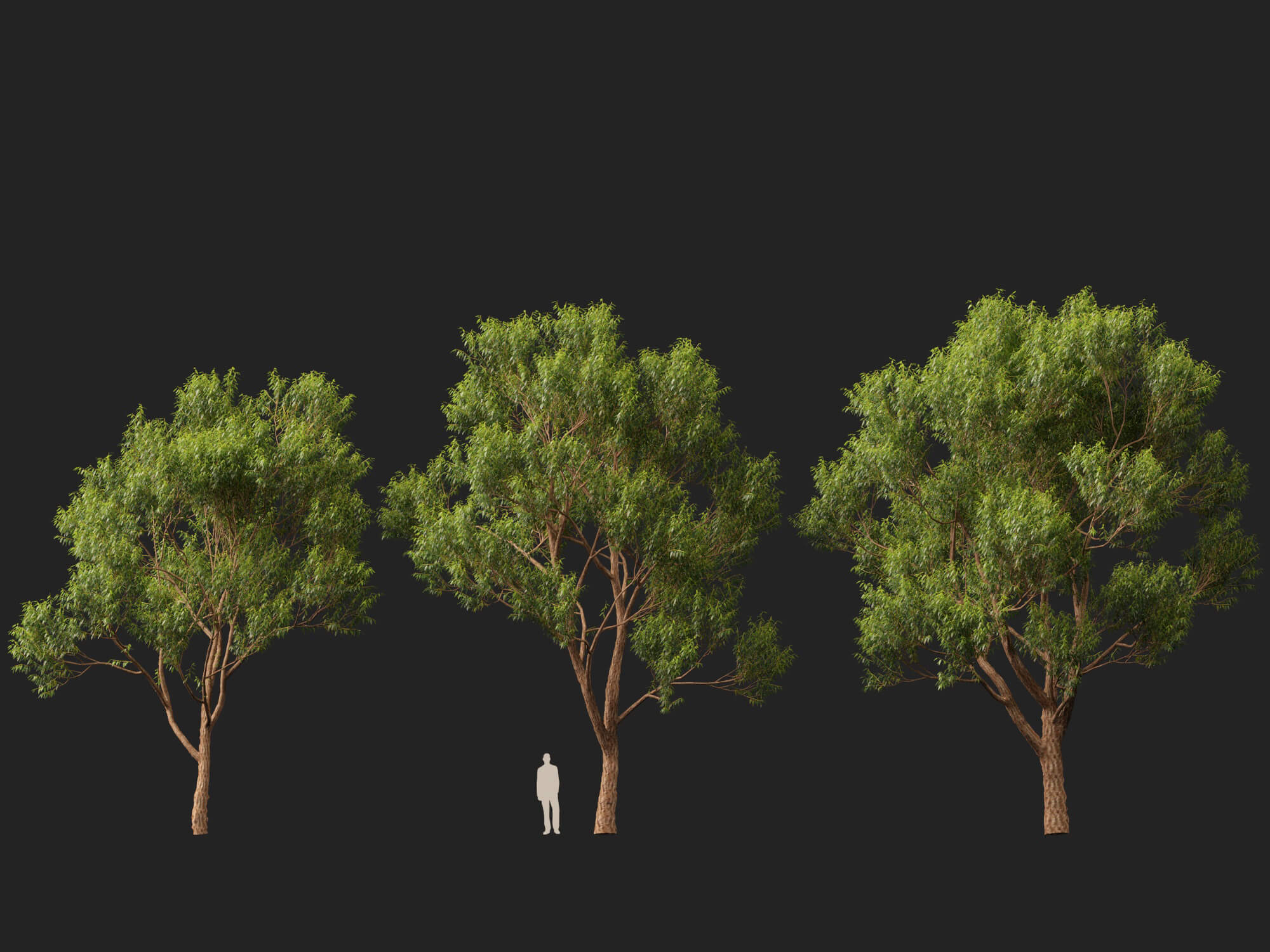 (Highpoly+Low Poly) Eucalyptus Robusta - Swamp Mahogany 3D Model by ...
