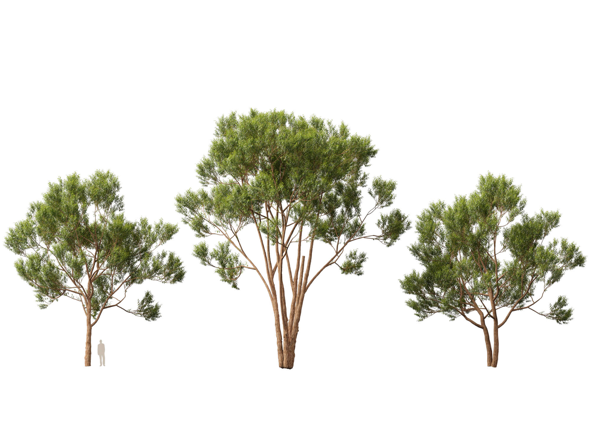 (Highpoly+Low Poly) Eucalyptus Robusta - Swamp Mahogany 3D Model by ...