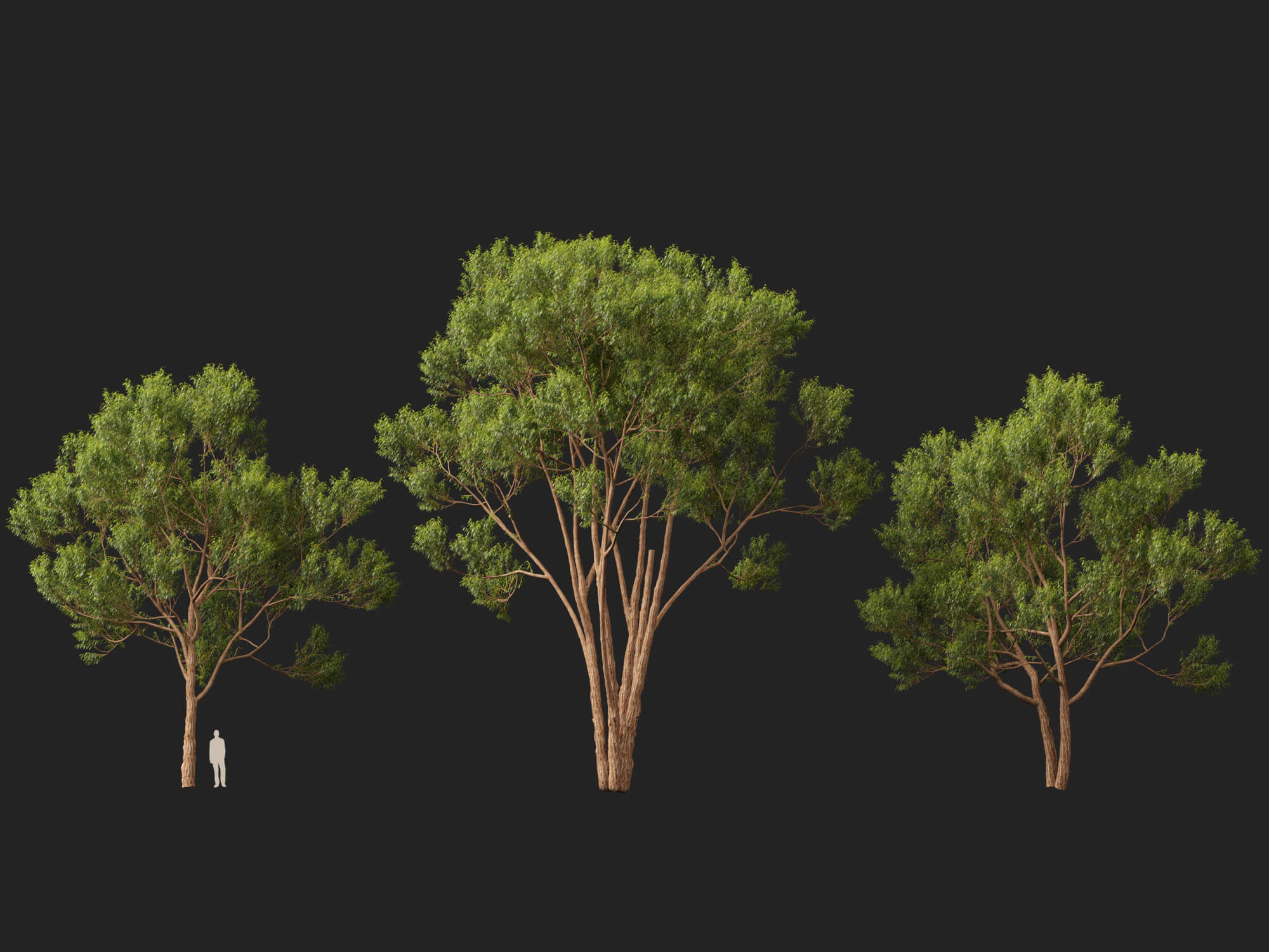 (Highpoly+Low Poly) Eucalyptus Robusta - Swamp Mahogany 3D Model by ...