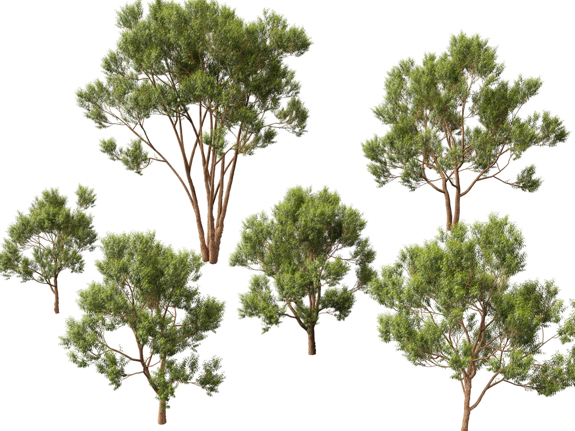 (Highpoly+Low Poly) Eucalyptus Robusta - Swamp Mahogany 3D Model by ...