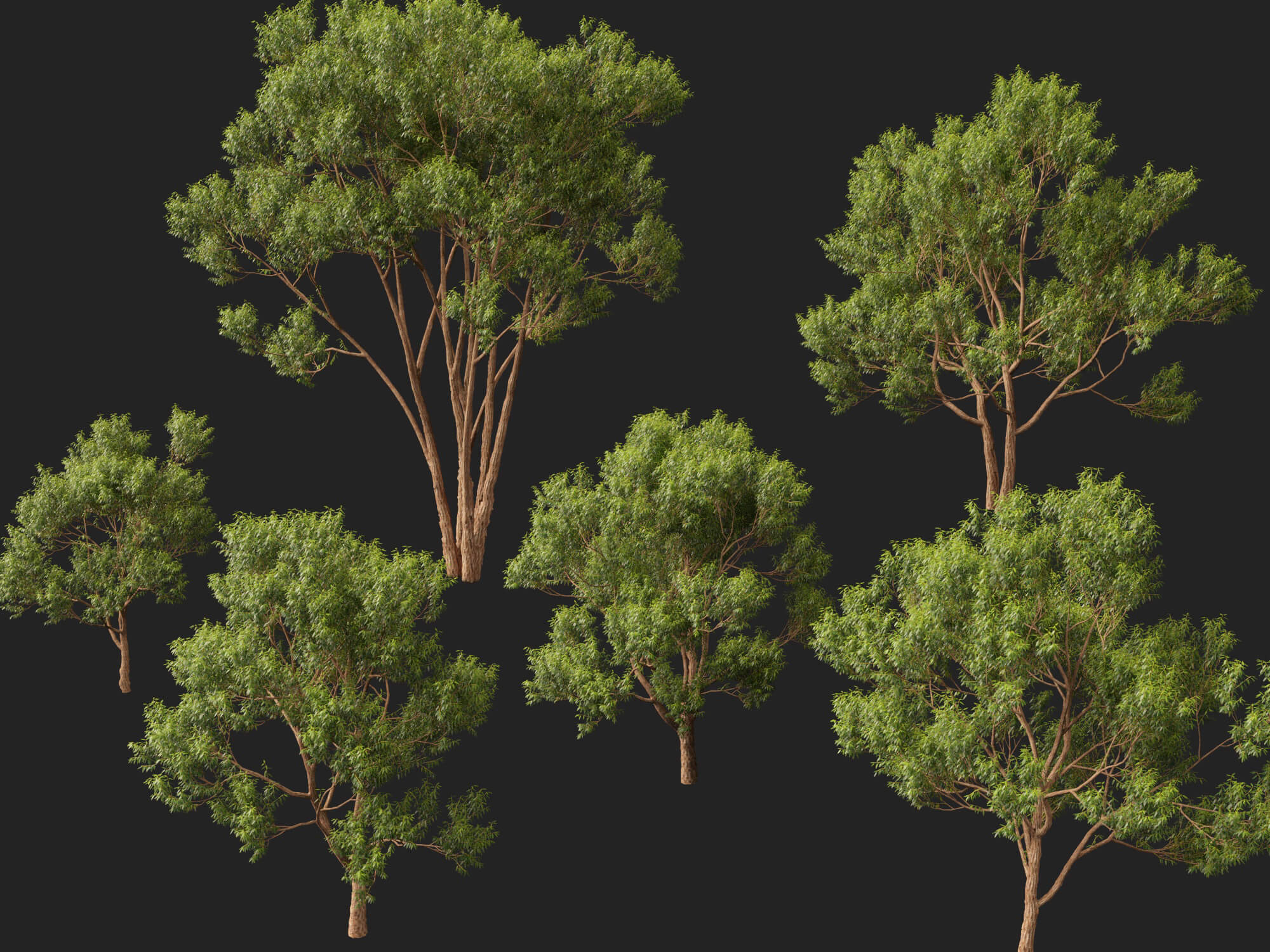(Highpoly+Low Poly) Eucalyptus Robusta - Swamp Mahogany 3D Model by ...