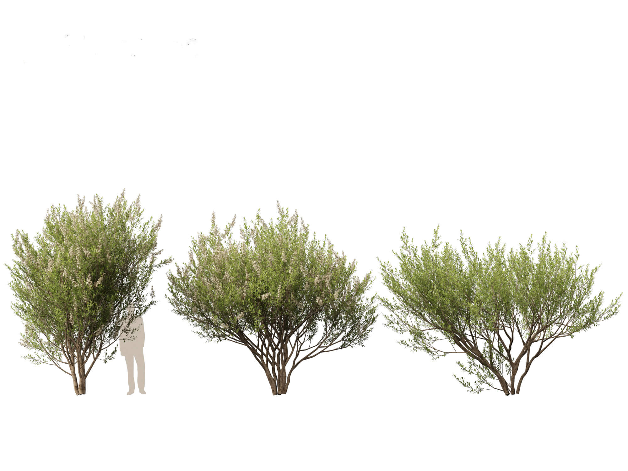 (Highpoly+Low Poly) Lawsonia Inermis - Henna Tree 3D Model by ...