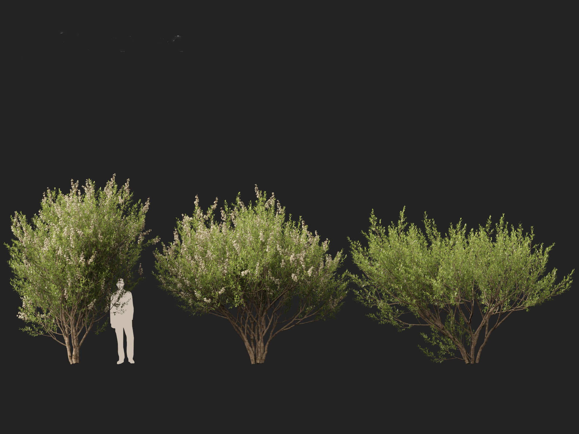 (Highpoly+Low Poly) Lawsonia Inermis - Henna Tree 3D Model by ...