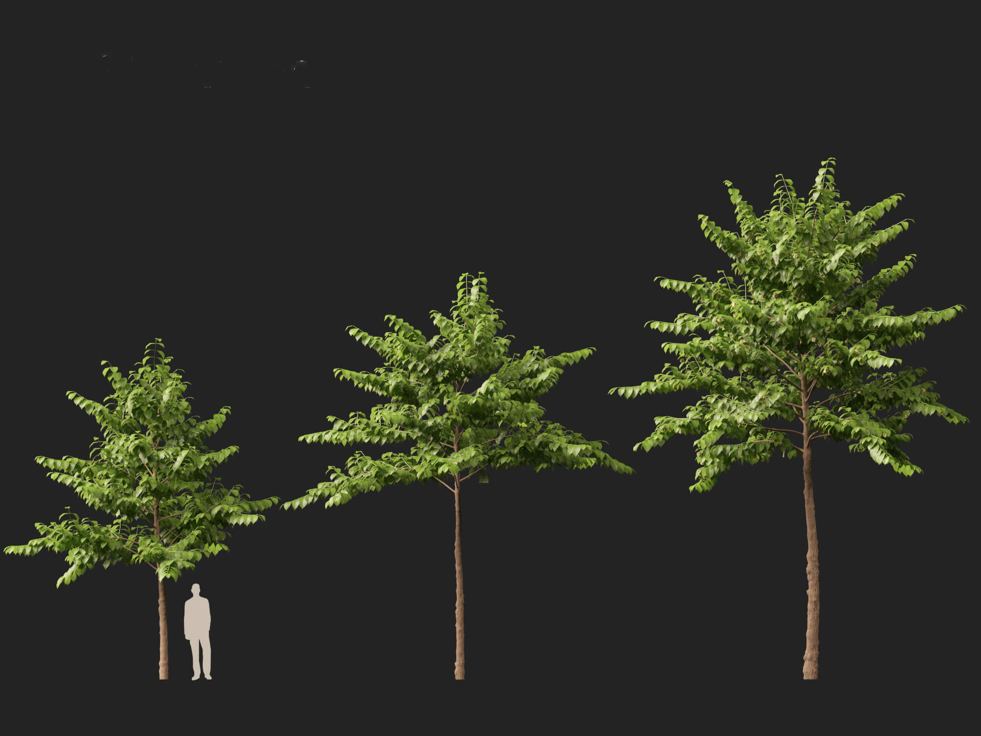 (Highpoly+Low Poly) Neolamarckia Cadamba - Burflower-Tree 3D Model by ...