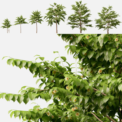 (Highpoly+Low Poly) Neolamarckia Cadamba - Burflower-Tree 3D Model by ...