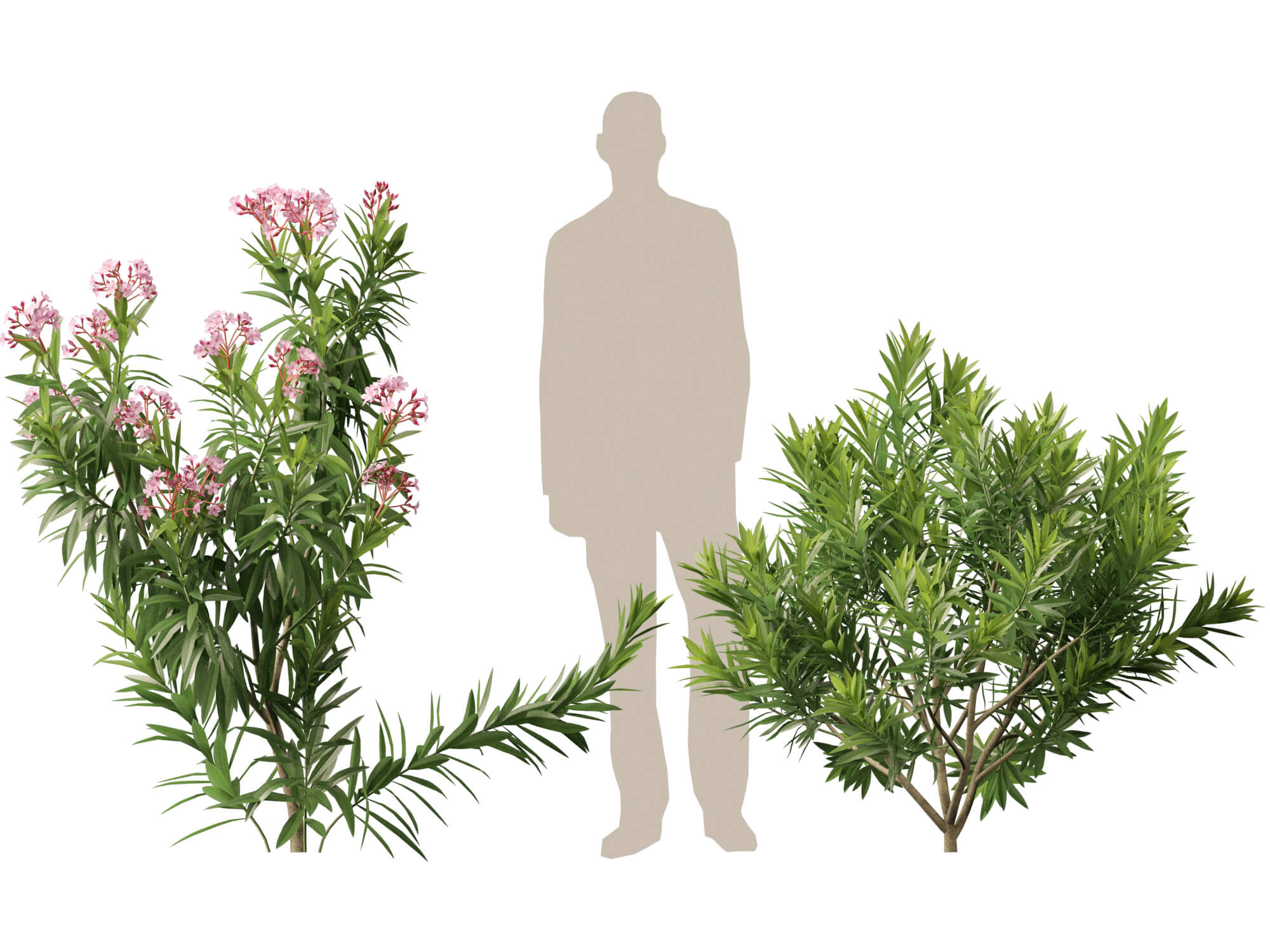 (Highpoly+Low Poly) Nerium Oleander - Rosebay 01 3D Model by 3dgardenplants
