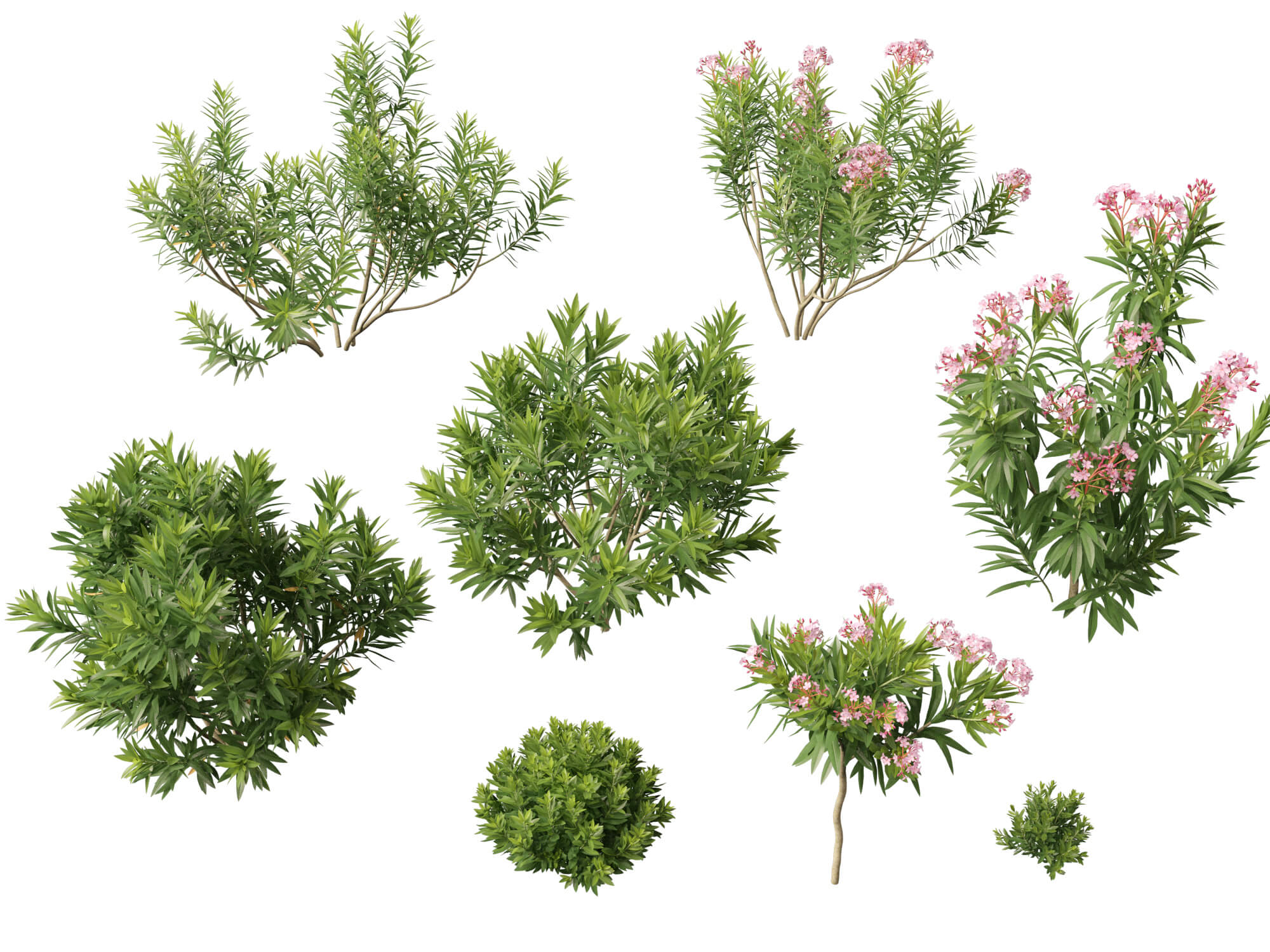 (Highpoly+Low Poly) Nerium Oleander - Rosebay 01 3D Model by 3dgardenplants