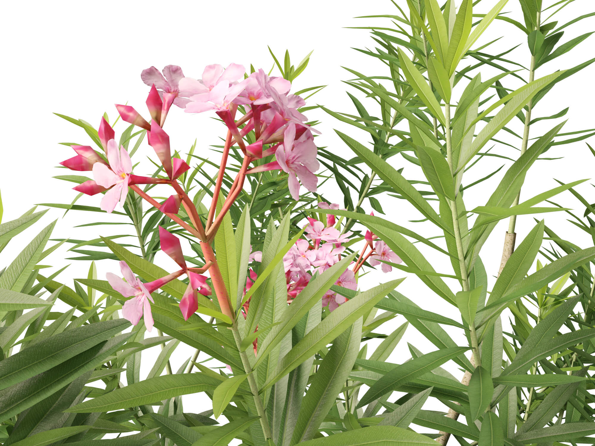(Highpoly+Low Poly) Nerium Oleander - Rosebay 01 3D Model by 3dgardenplants