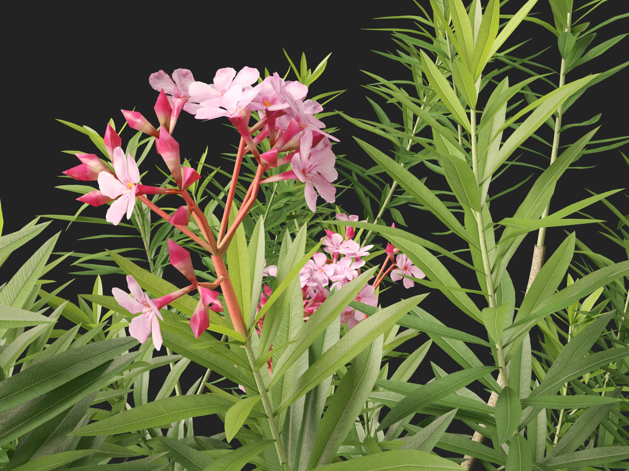 (Highpoly+Low Poly) Nerium Oleander - Rosebay 01 3D Model by 3dgardenplants