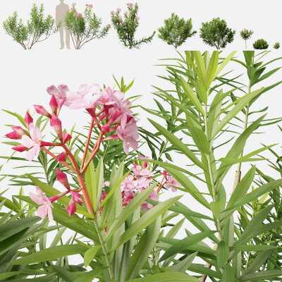 (Highpoly+Low Poly) Nerium Oleander - Rosebay 01 3D Model by 3dgardenplants