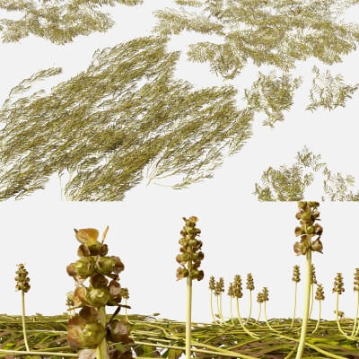 (Highpoly+Low Poly) Potamogeton Ochreatus - Blunt Pondweed 3D Model by ...