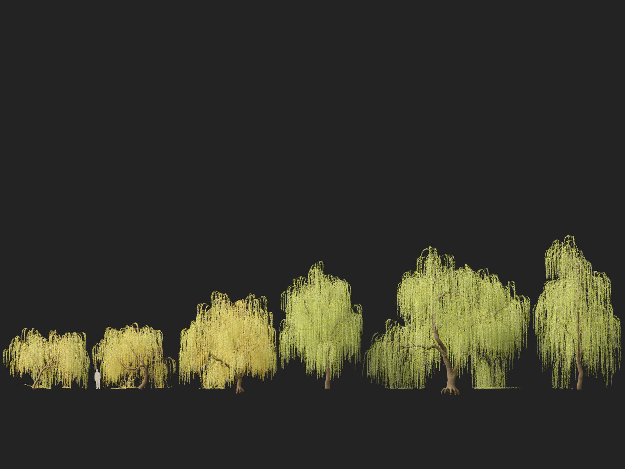 (Highpoly+Low Poly) - Salix Tristis - Golden Weeping Willow 3D Model by ...