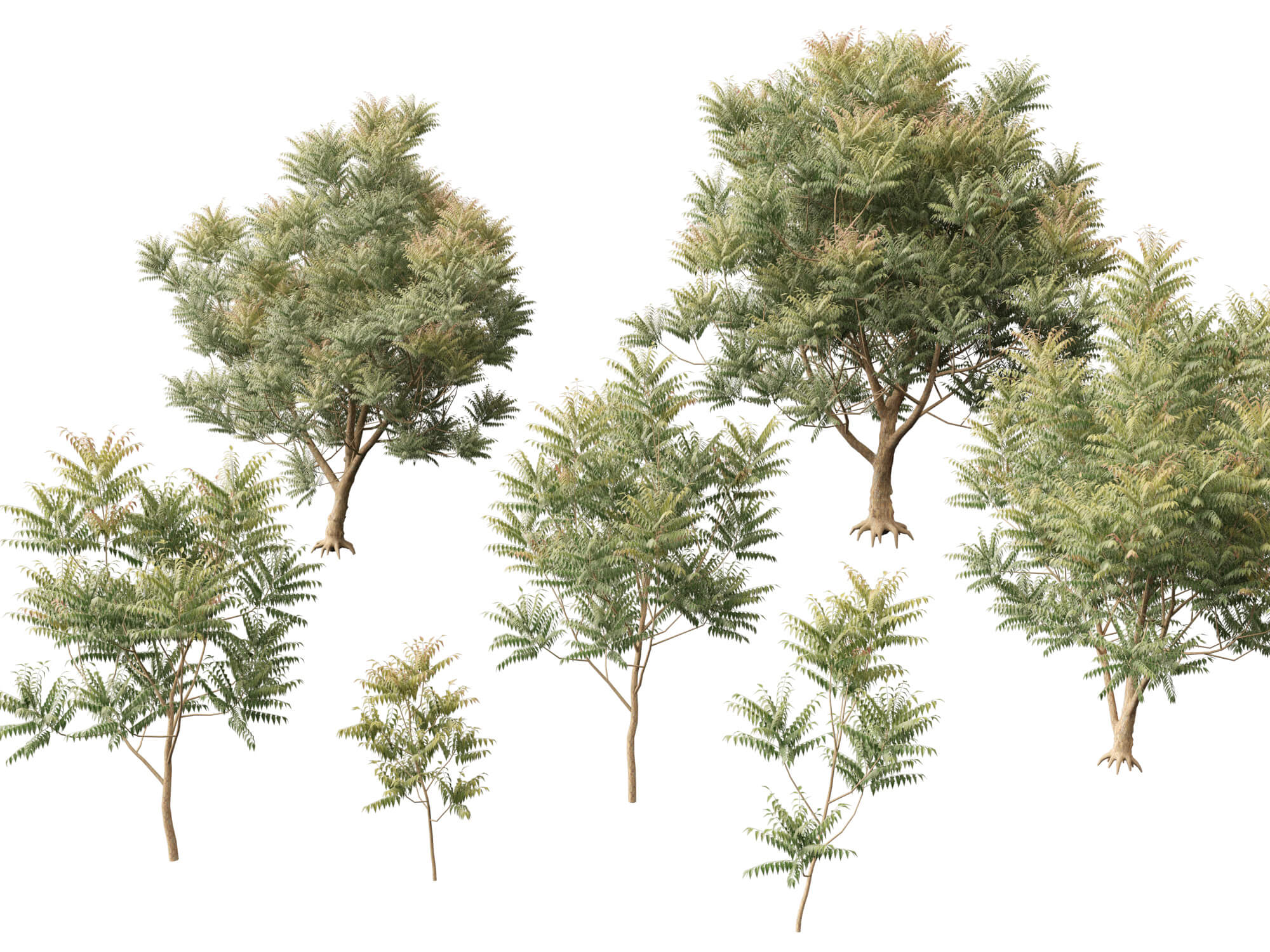 (Highpoly+Low Poly) Azadirachta Indica – Neem Tree - 3D Model by ...