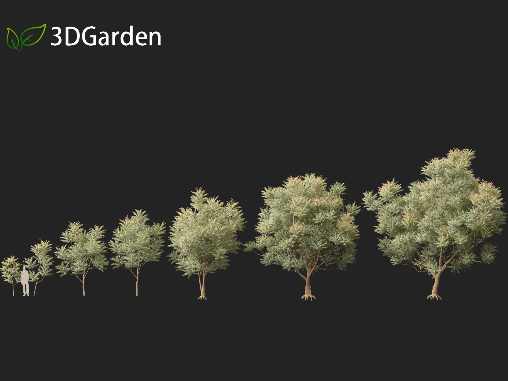 (Highpoly+Low Poly) Azadirachta Indica – Neem Tree - 3D Model by ...