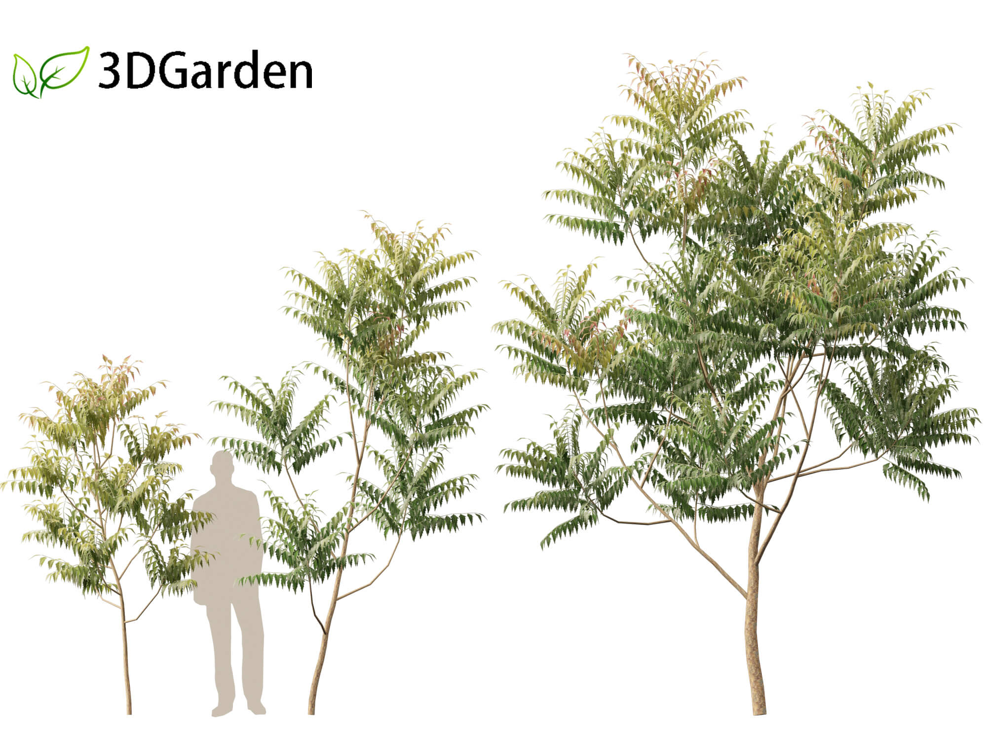 (Highpoly+Low Poly) Azadirachta Indica – Neem Tree - 3D Model by ...