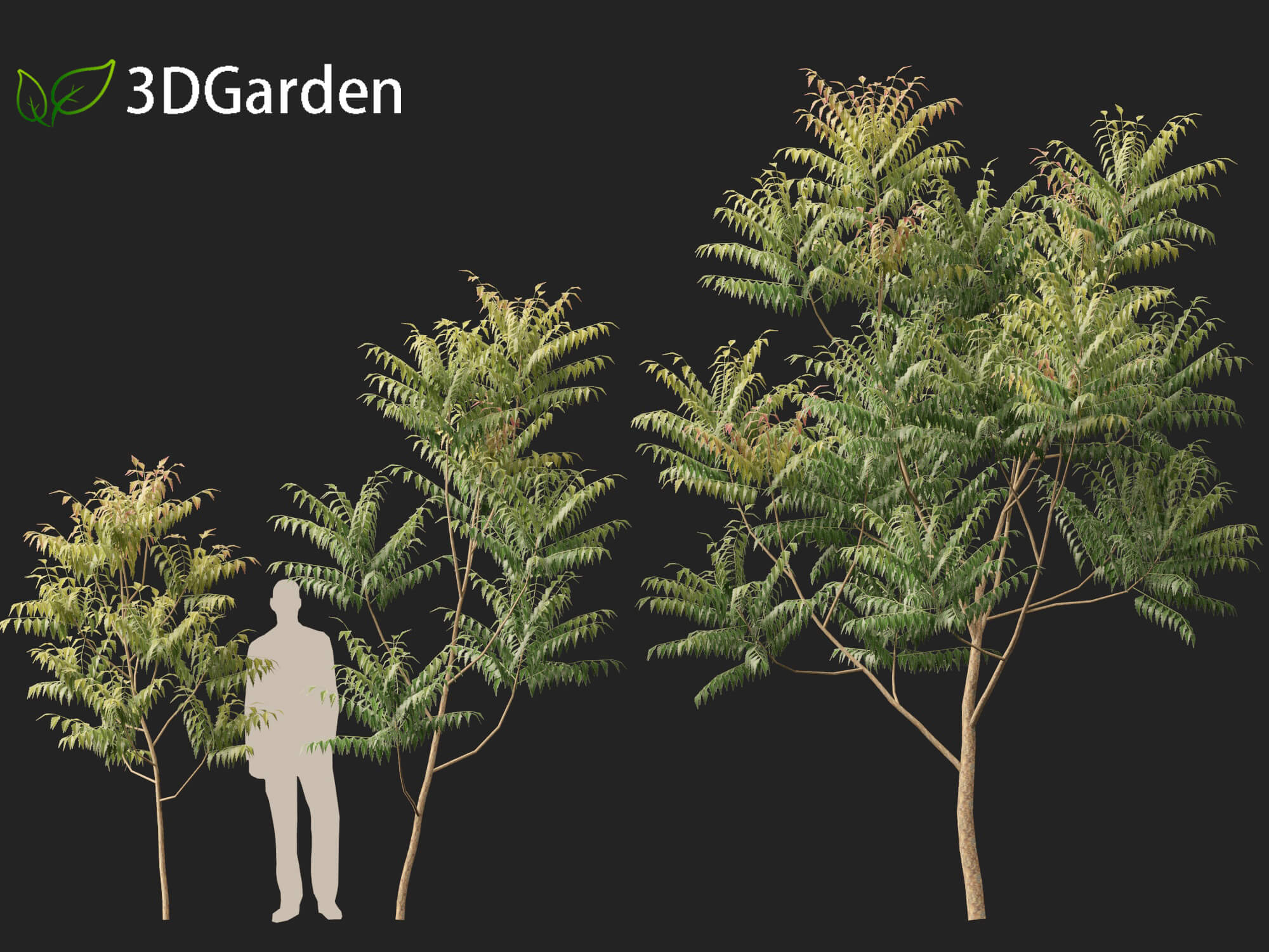 (Highpoly+Low Poly) Azadirachta Indica – Neem Tree - 3D Model by 3dgardenplants