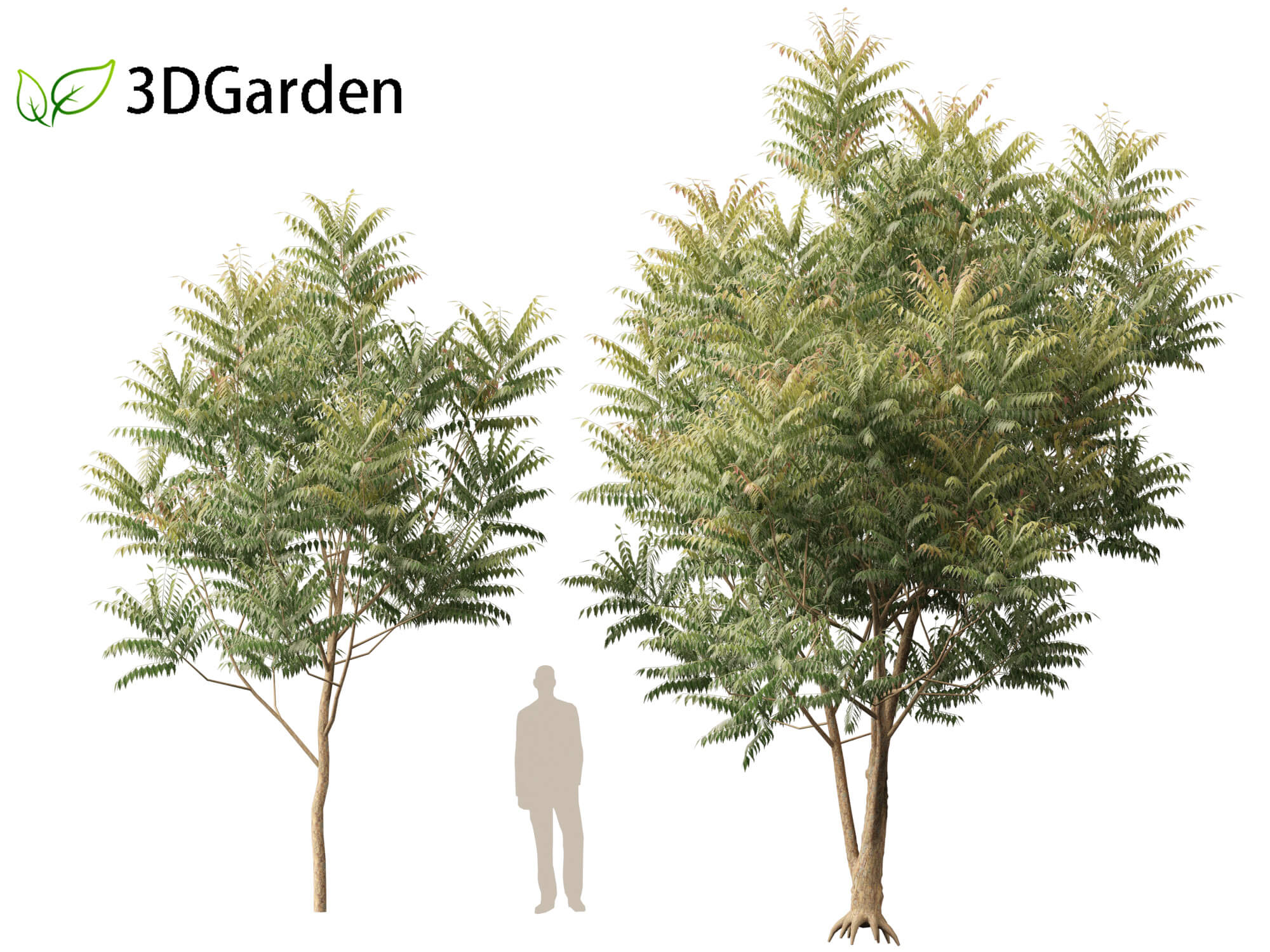 (Highpoly+Low Poly) Azadirachta Indica – Neem Tree - 3D Model by ...