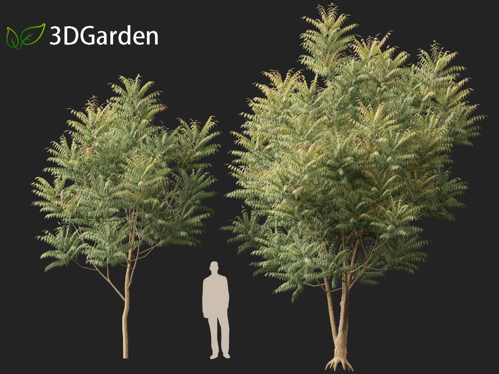 (Highpoly+Low Poly) Azadirachta Indica – Neem Tree - 3D Model by ...