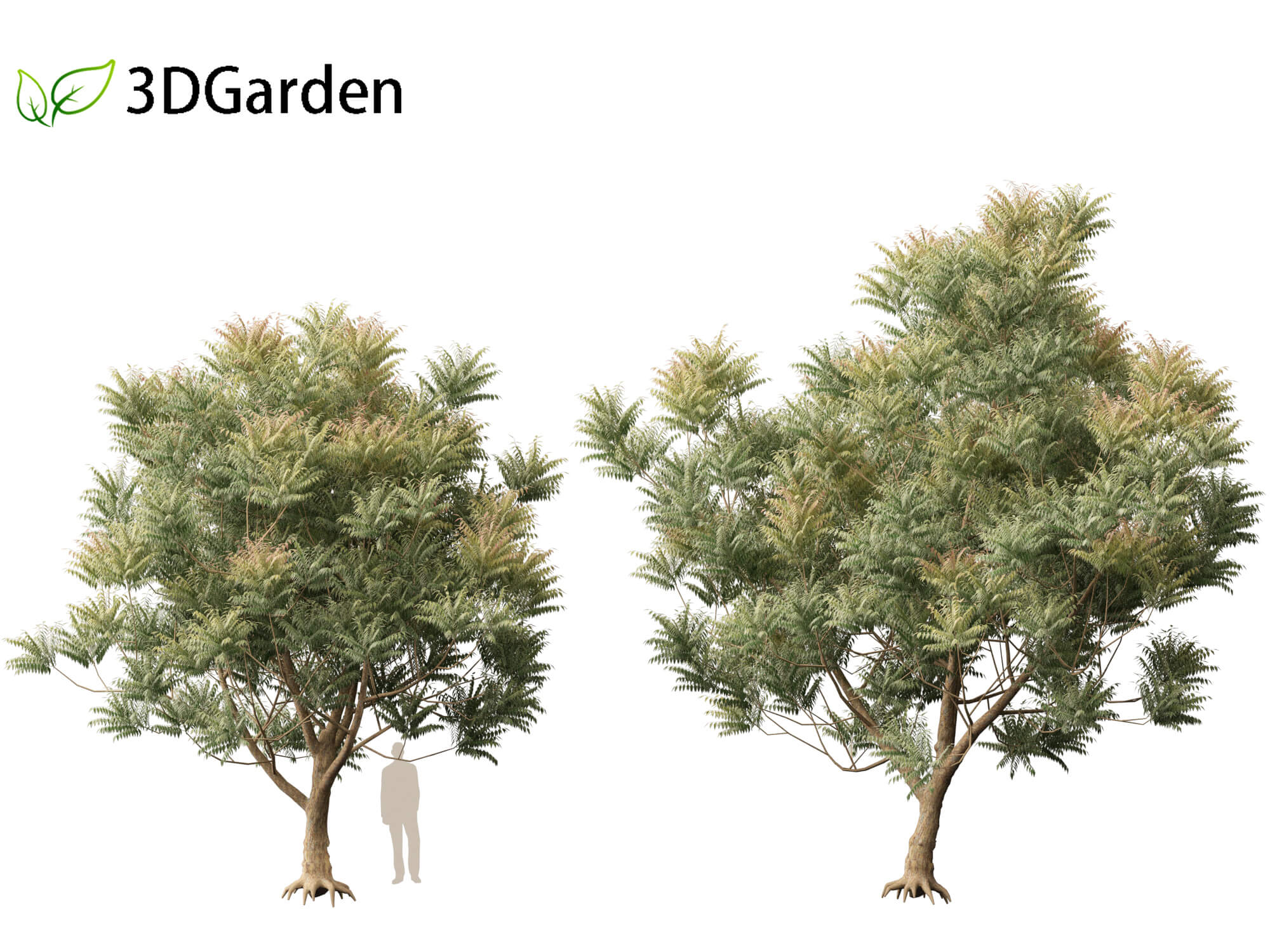 (Highpoly+Low Poly) Azadirachta Indica – Neem Tree - 3D Model by ...