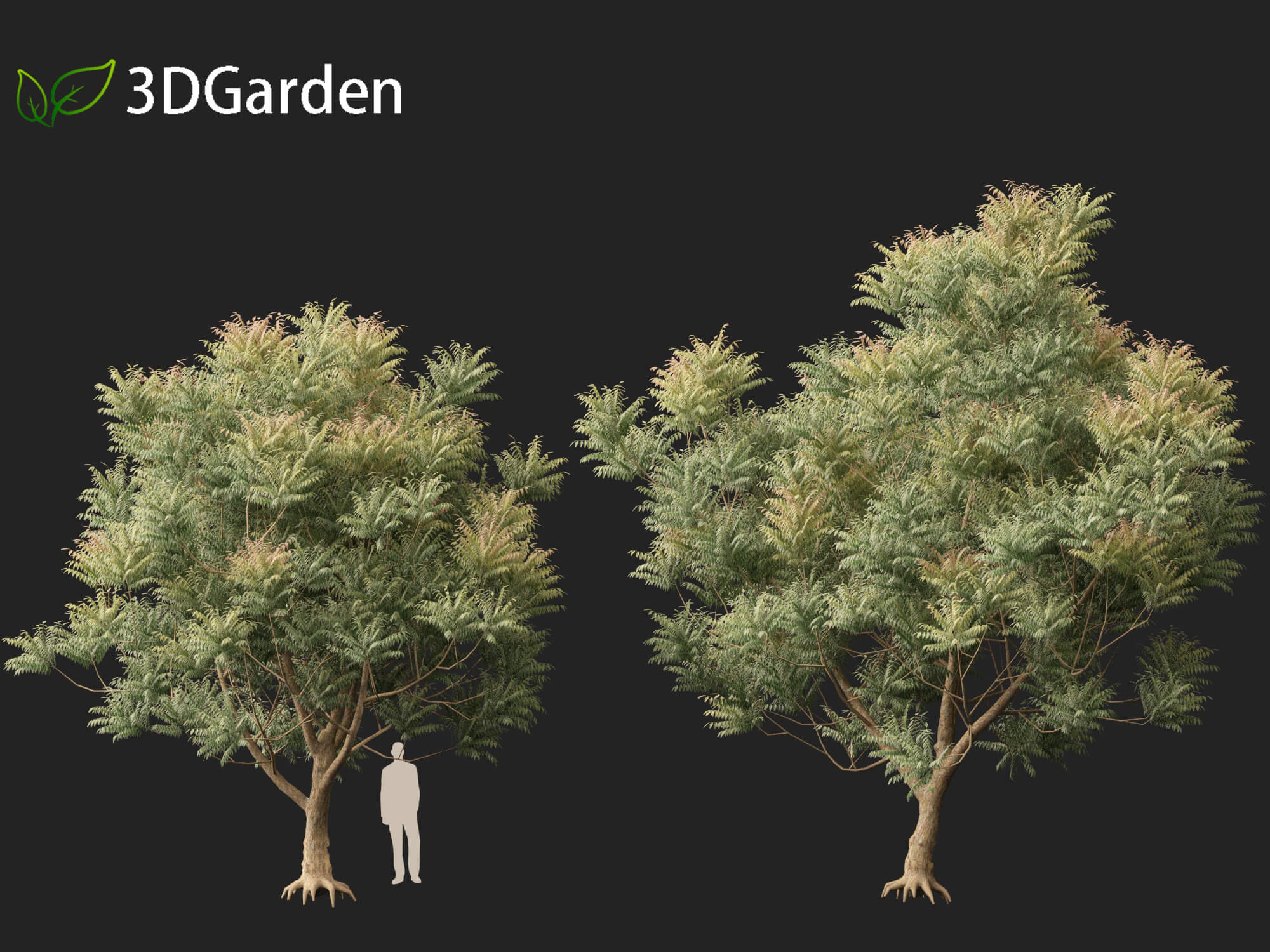 (Highpoly+Low Poly) Azadirachta Indica – Neem Tree - 3D Model by ...