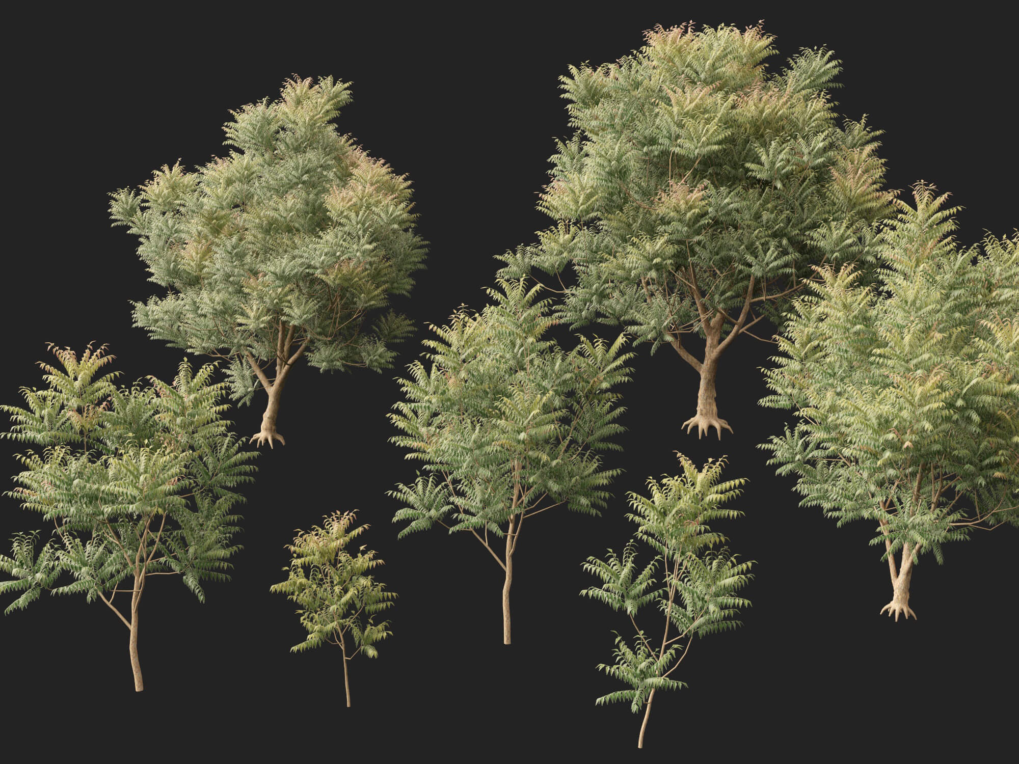 (Highpoly+Low Poly) Azadirachta Indica – Neem Tree - 3D Model by ...