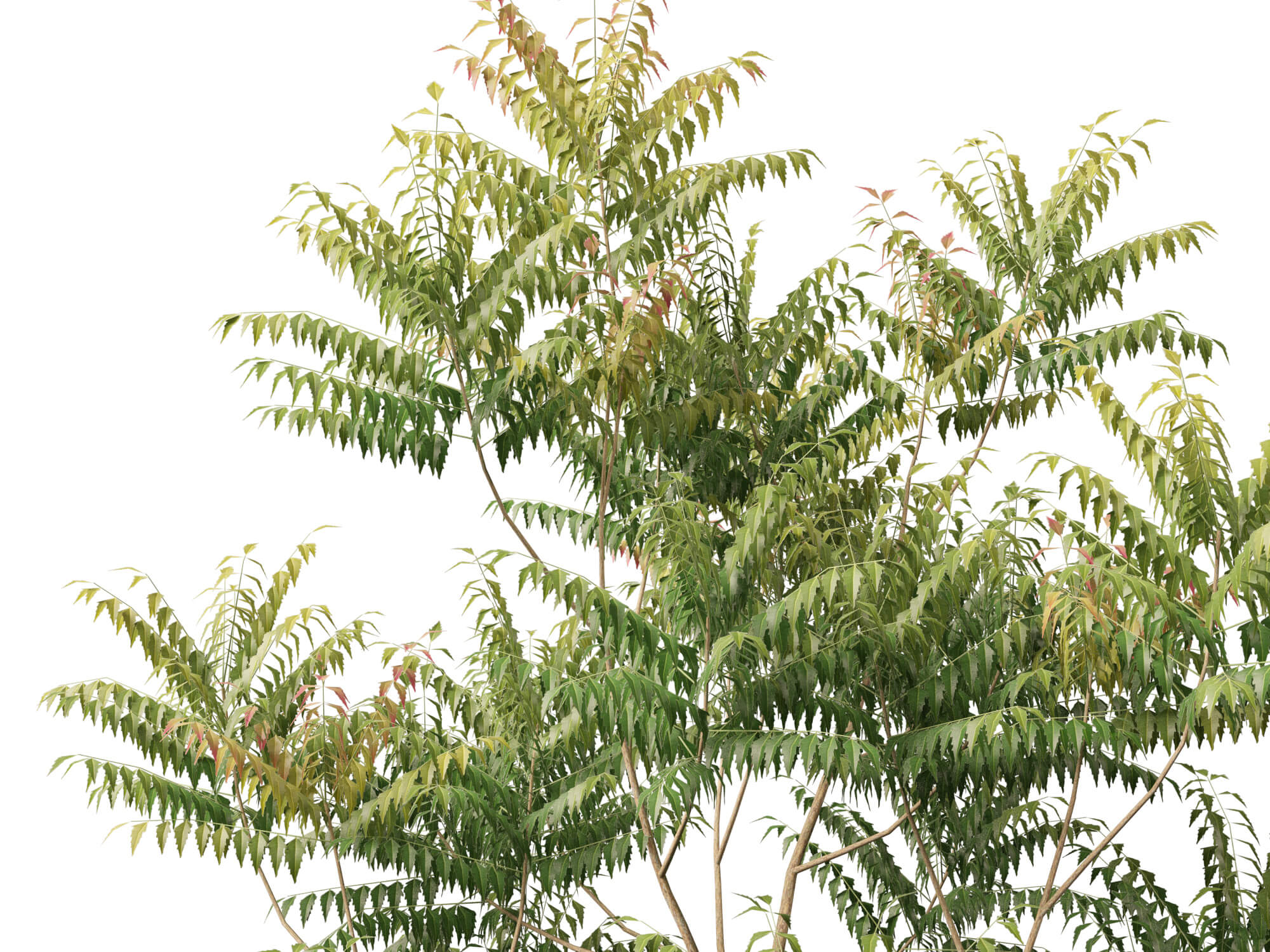 (Highpoly+Low Poly) Azadirachta Indica – Neem Tree - 3D Model by ...