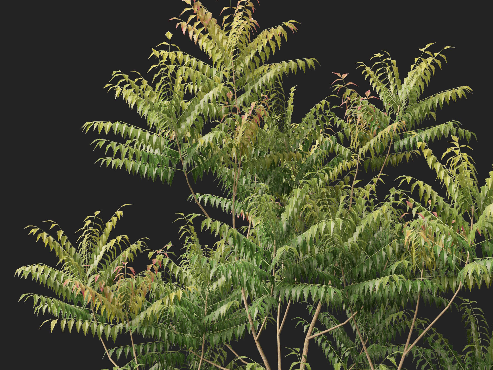 (Highpoly+Low Poly) Azadirachta Indica – Neem Tree - 3D Model by ...