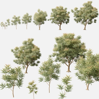 (Highpoly+Low Poly) Azadirachta Indica – Neem Tree - 3D Model by ...