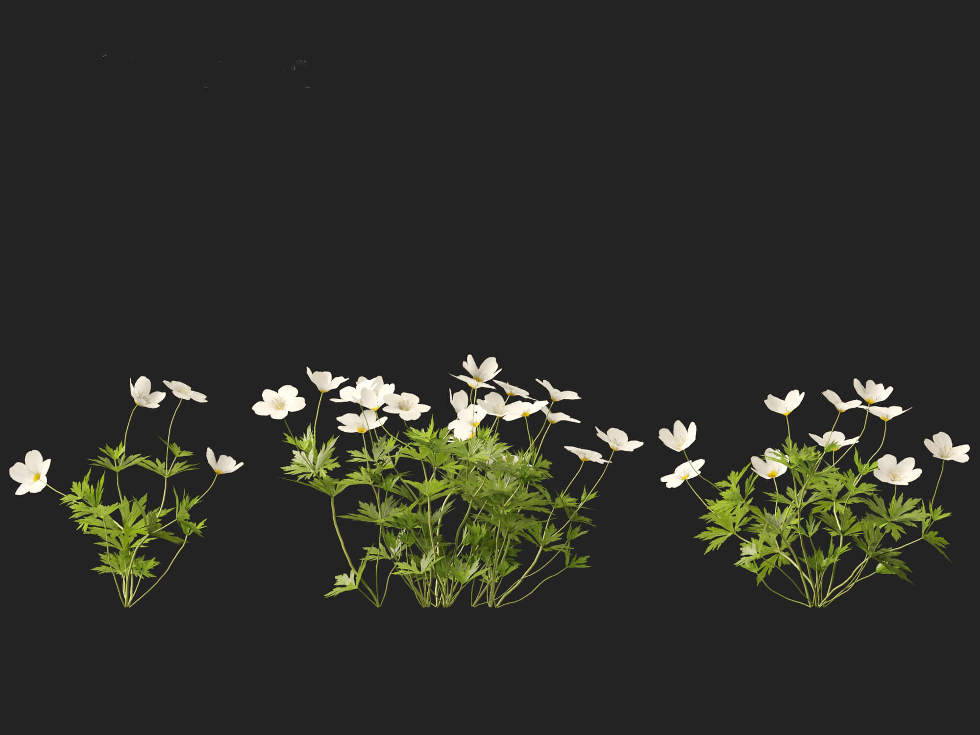 (Highpoly+Low Poly) Canada Anemone Canadensis, Meadow - 3D Model by 3dgardenplants