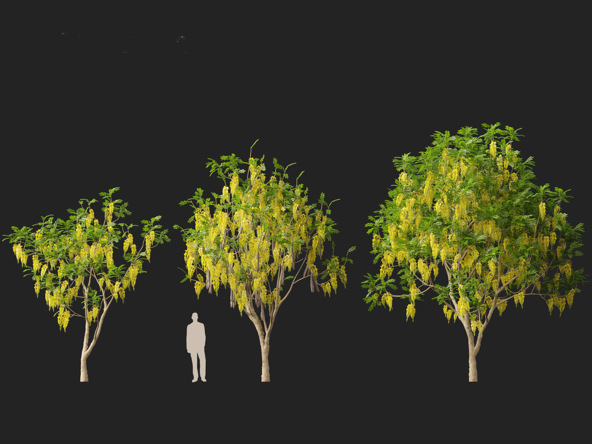 (Highpoly+Low Poly) Cassia Fistula - Golden Shower Tree 3D Model by 3dgardenplants