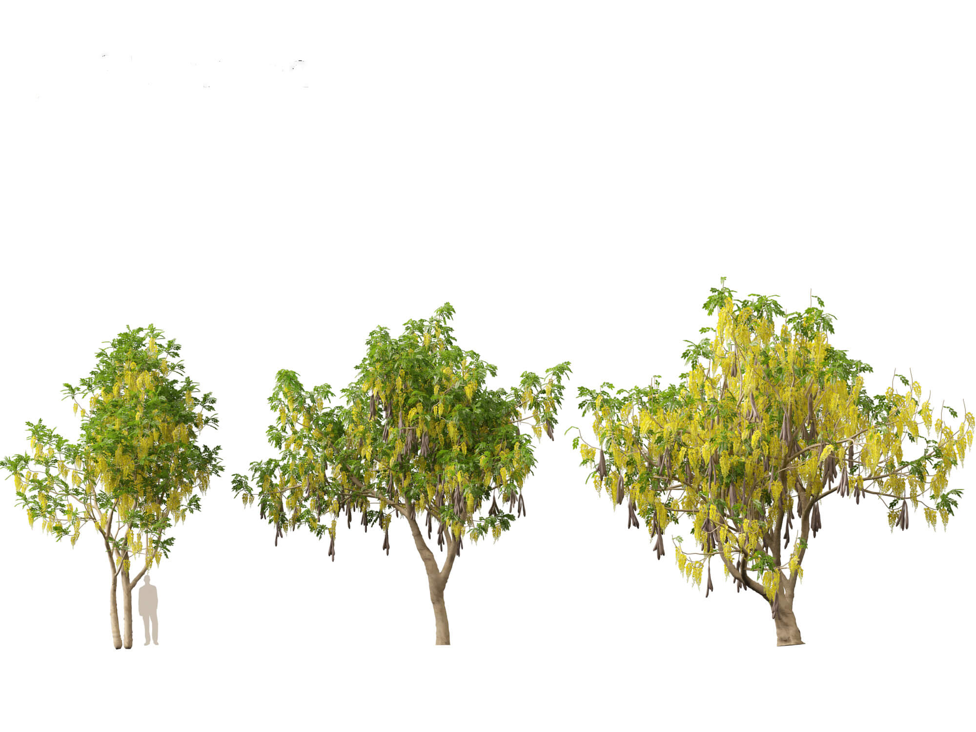 (Highpoly+Low Poly) Cassia Fistula - Golden Shower Tree 3D Model by 3dgardenplants