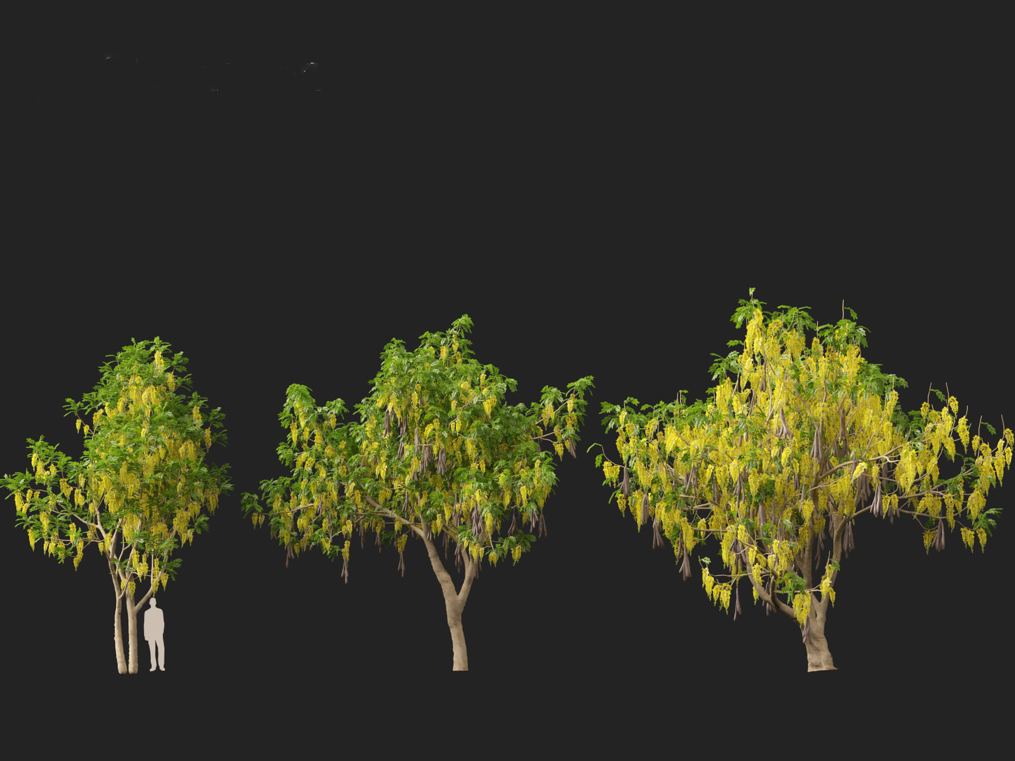 (Highpoly+Low Poly) Cassia Fistula - Golden Shower Tree 3D Model by 3dgardenplants