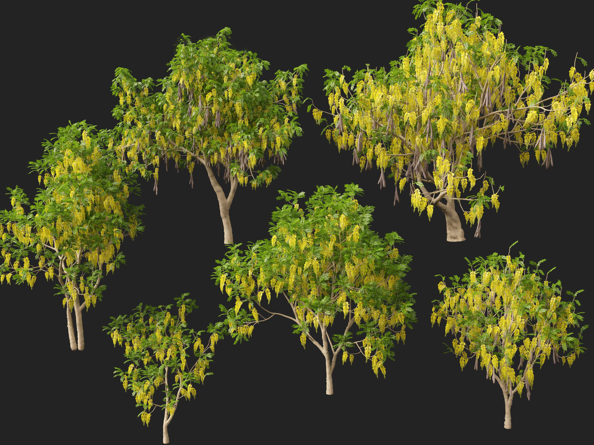 (Highpoly+Low Poly) Cassia Fistula - Golden Shower Tree 3D Model by 3dgardenplants