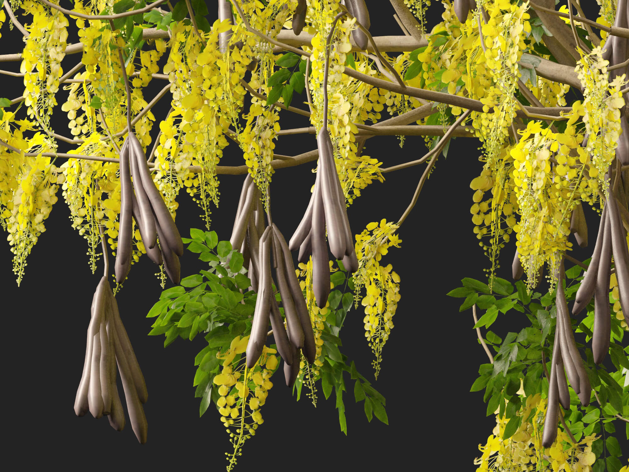 (Highpoly+Low Poly) Cassia Fistula - Golden Shower Tree 3D Model by 3dgardenplants