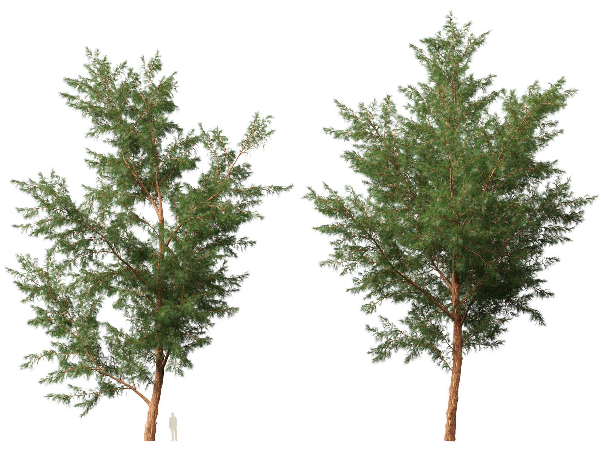 (HighPoly+LowPoly) Casuarina Equisetifolia - Australian Pine 3D Model ...