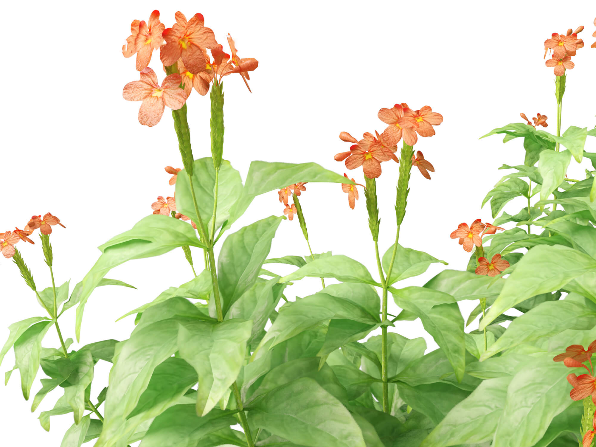 (Highpoly+Low Poly) Crossandra Infundibuliformis - Firecrack 3D Model ...