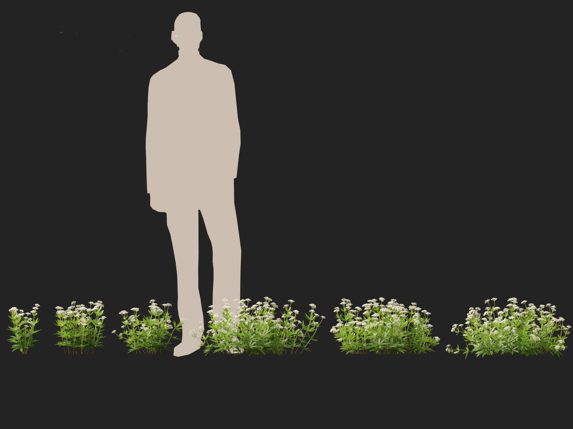 (Highpoly+Low Poly) Galium Odoratum - Sweet Woodruff 3D Model by ...