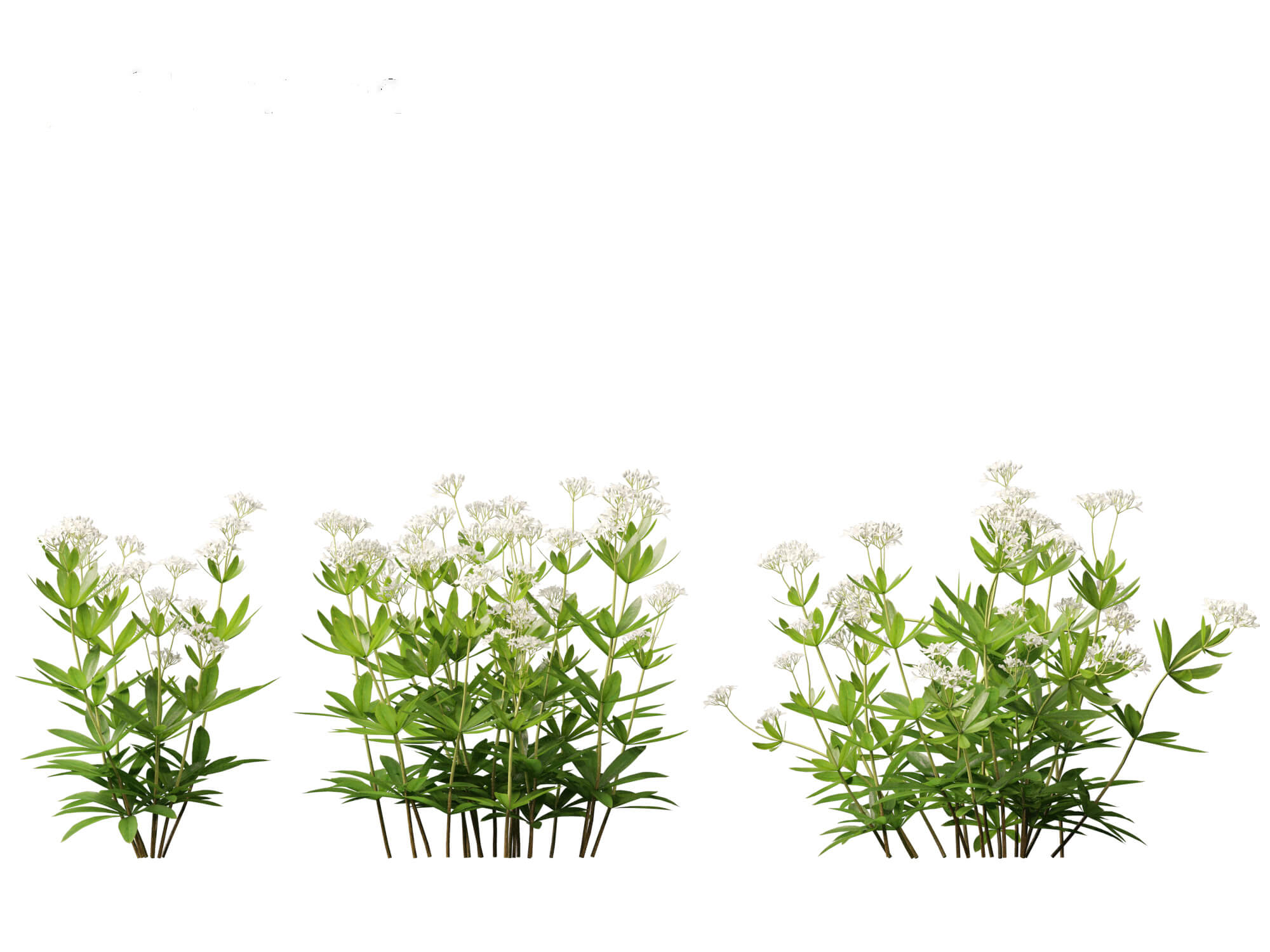 (Highpoly+Low Poly) Galium Odoratum - Sweet Woodruff 3D Model by ...