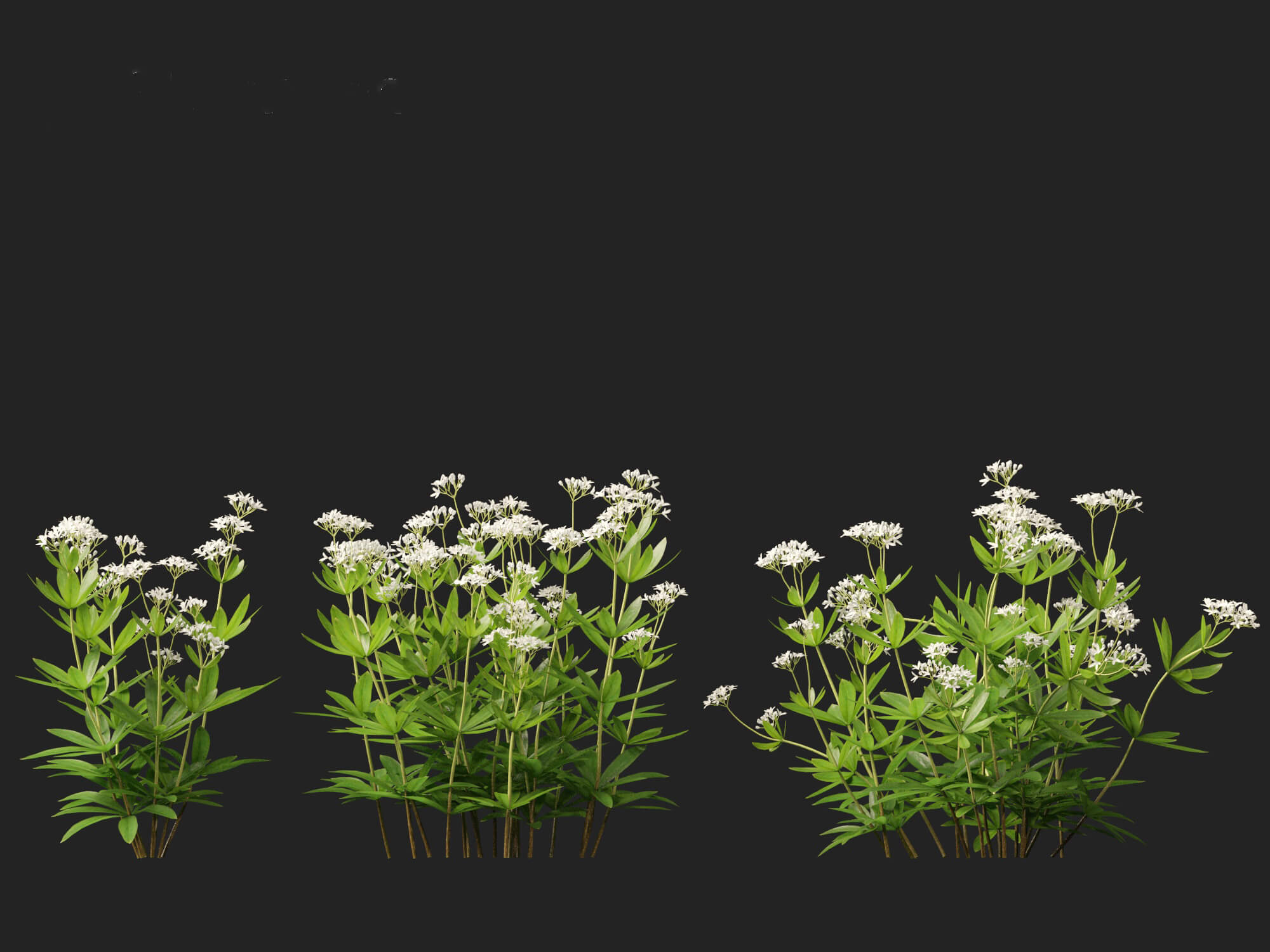 (Highpoly+Low Poly) Galium Odoratum - Sweet Woodruff 3D Model by ...
