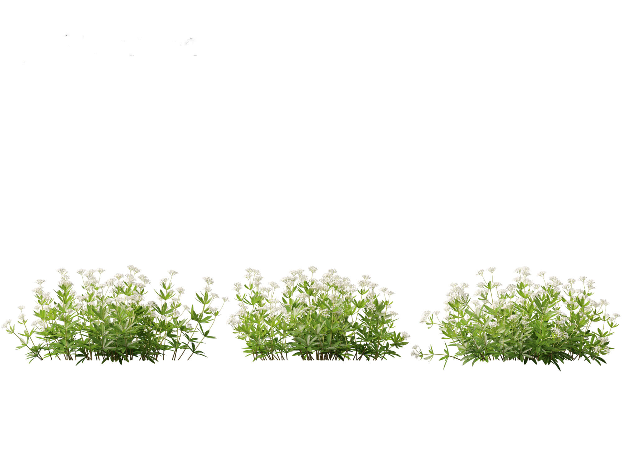(Highpoly+Low Poly) Galium Odoratum - Sweet Woodruff 3D Model by ...