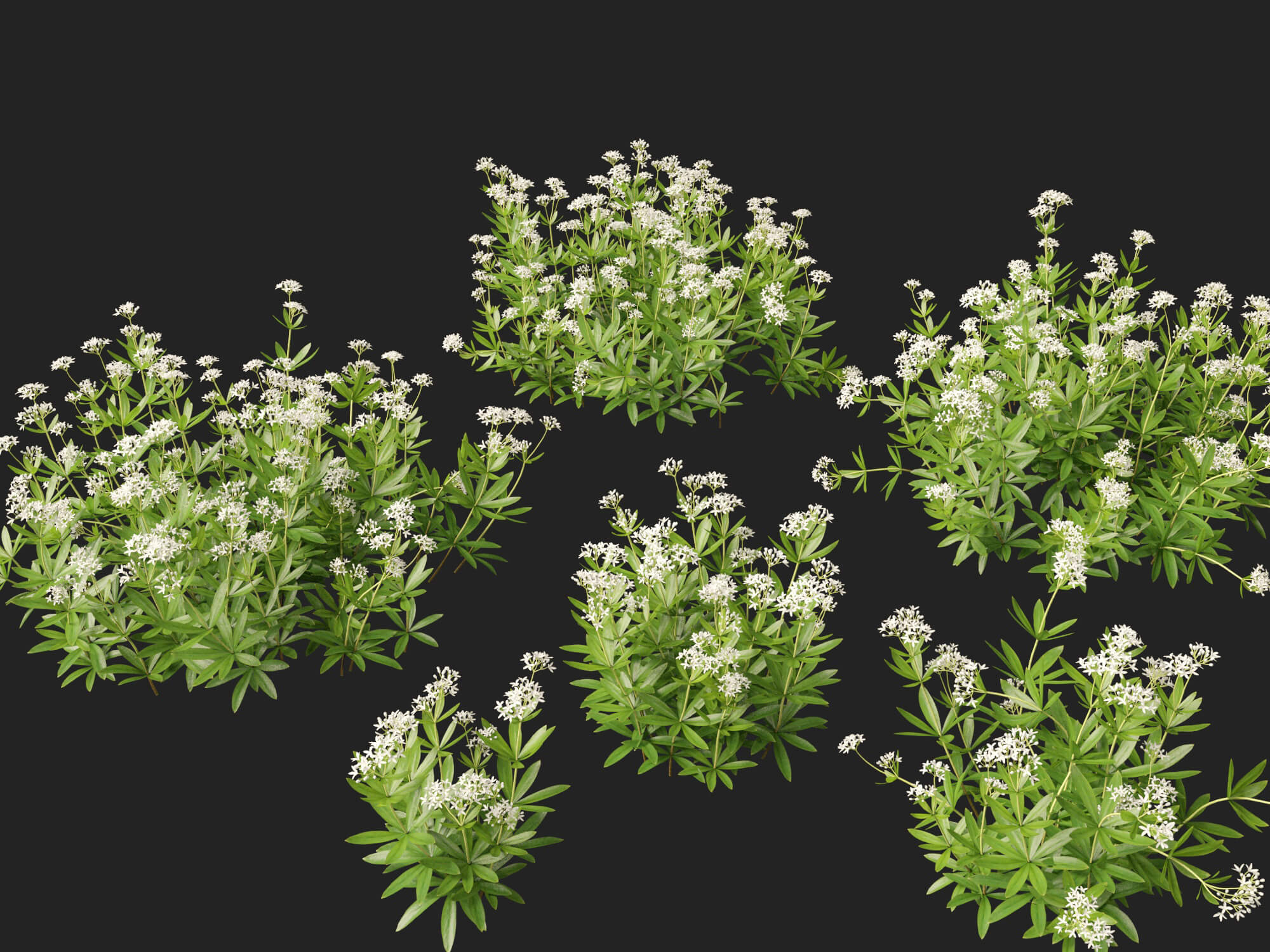 (Highpoly+Low Poly) Galium Odoratum - Sweet Woodruff 3D Model by ...