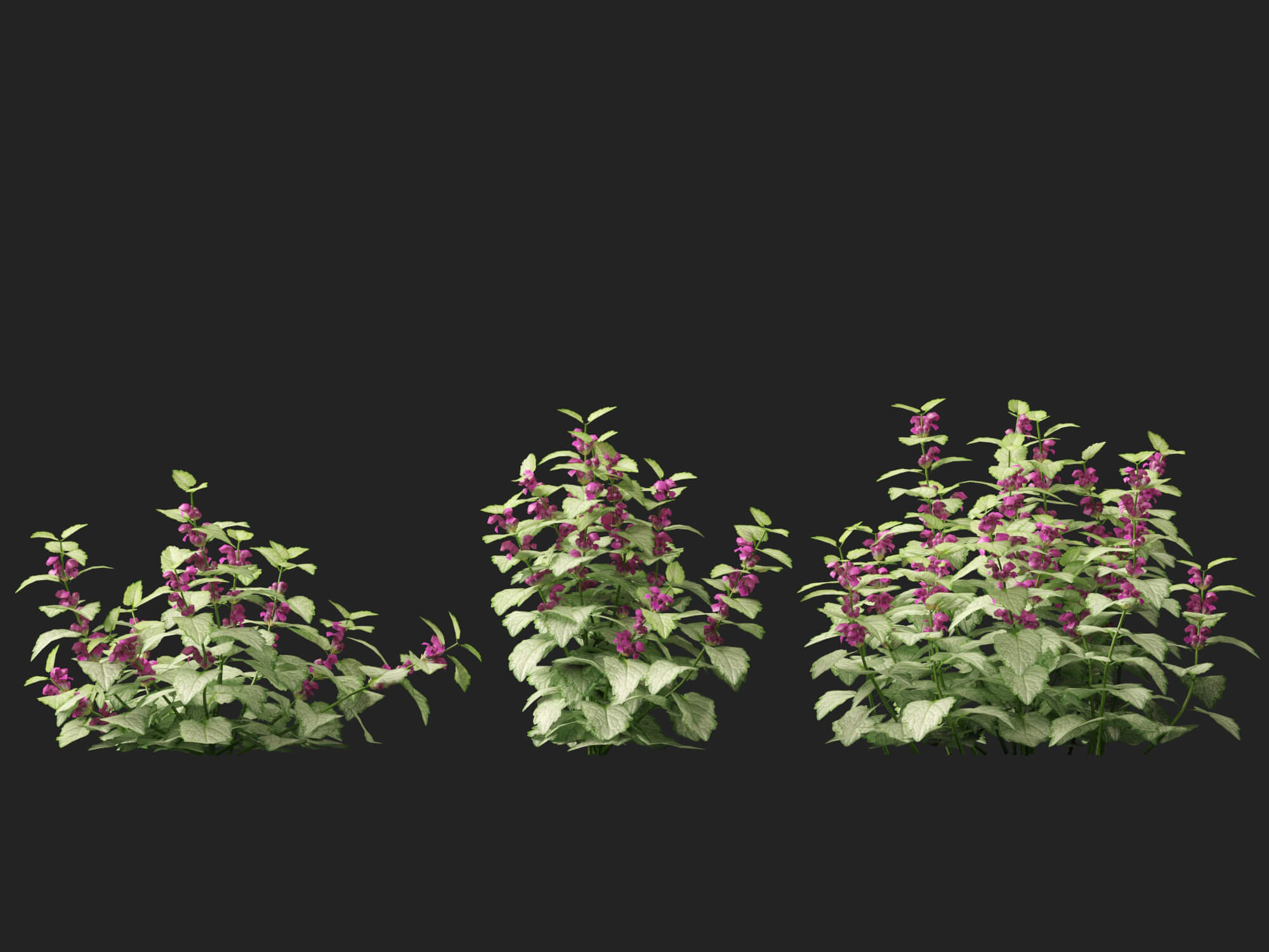(Highpoly+Low Poly) Lamium Maculatum - Spotted Deadnettle 3D Model by ...
