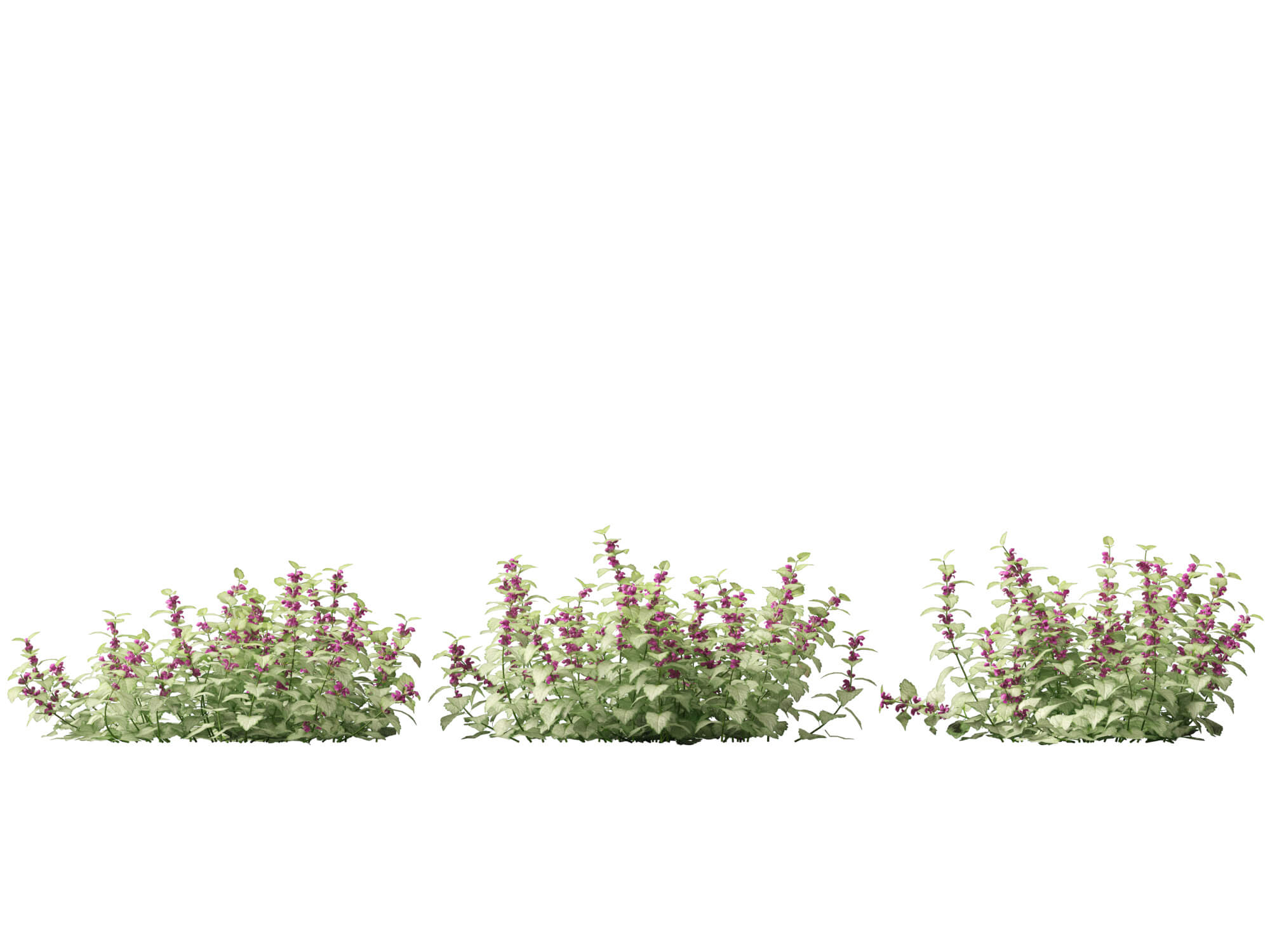 (Highpoly+Low Poly) Lamium Maculatum - Spotted Deadnettle 3D Model by ...